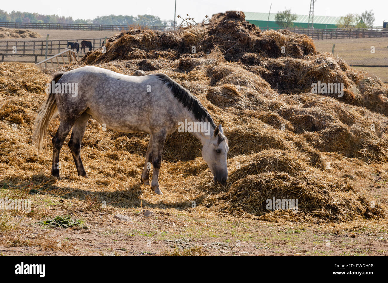 Thoroughbred stallion hi-res stock photography and images - Alamy