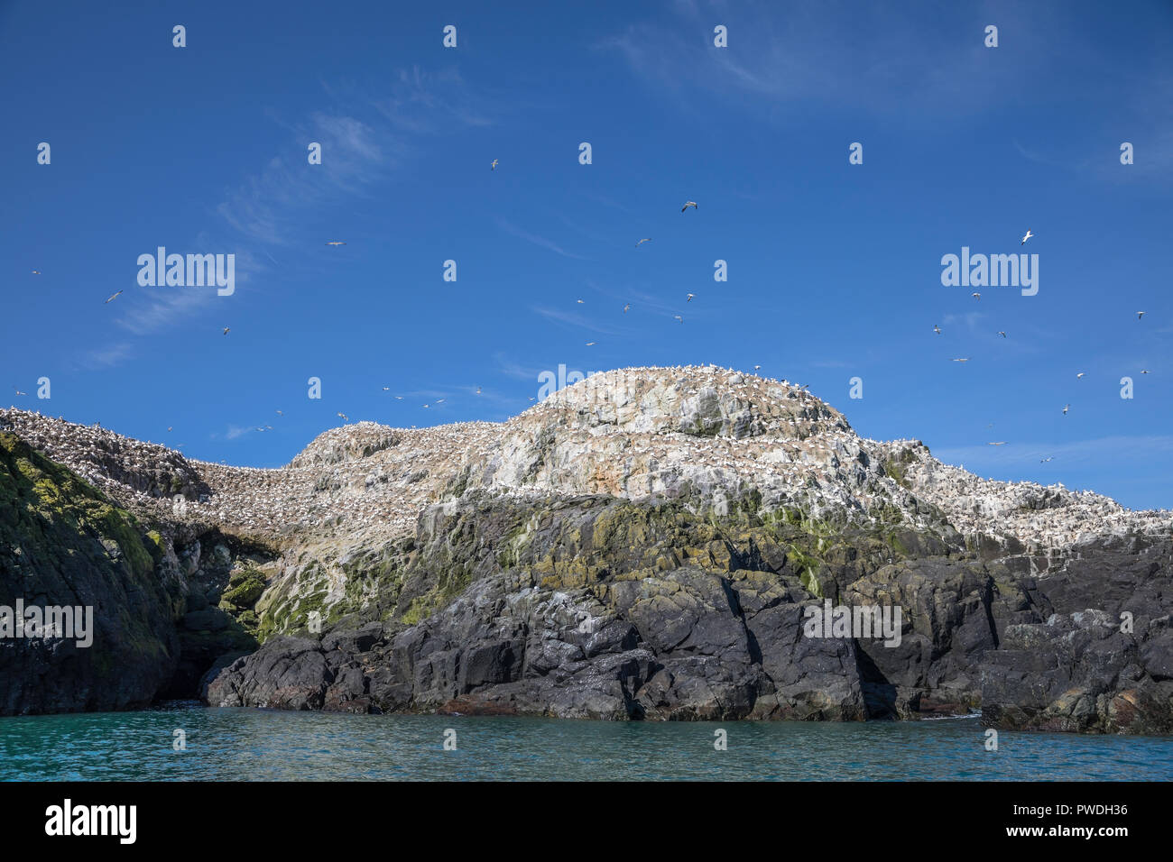 Gannet colony on Grassholm Island, Pembrokeshire Stock Photo - Alamy
