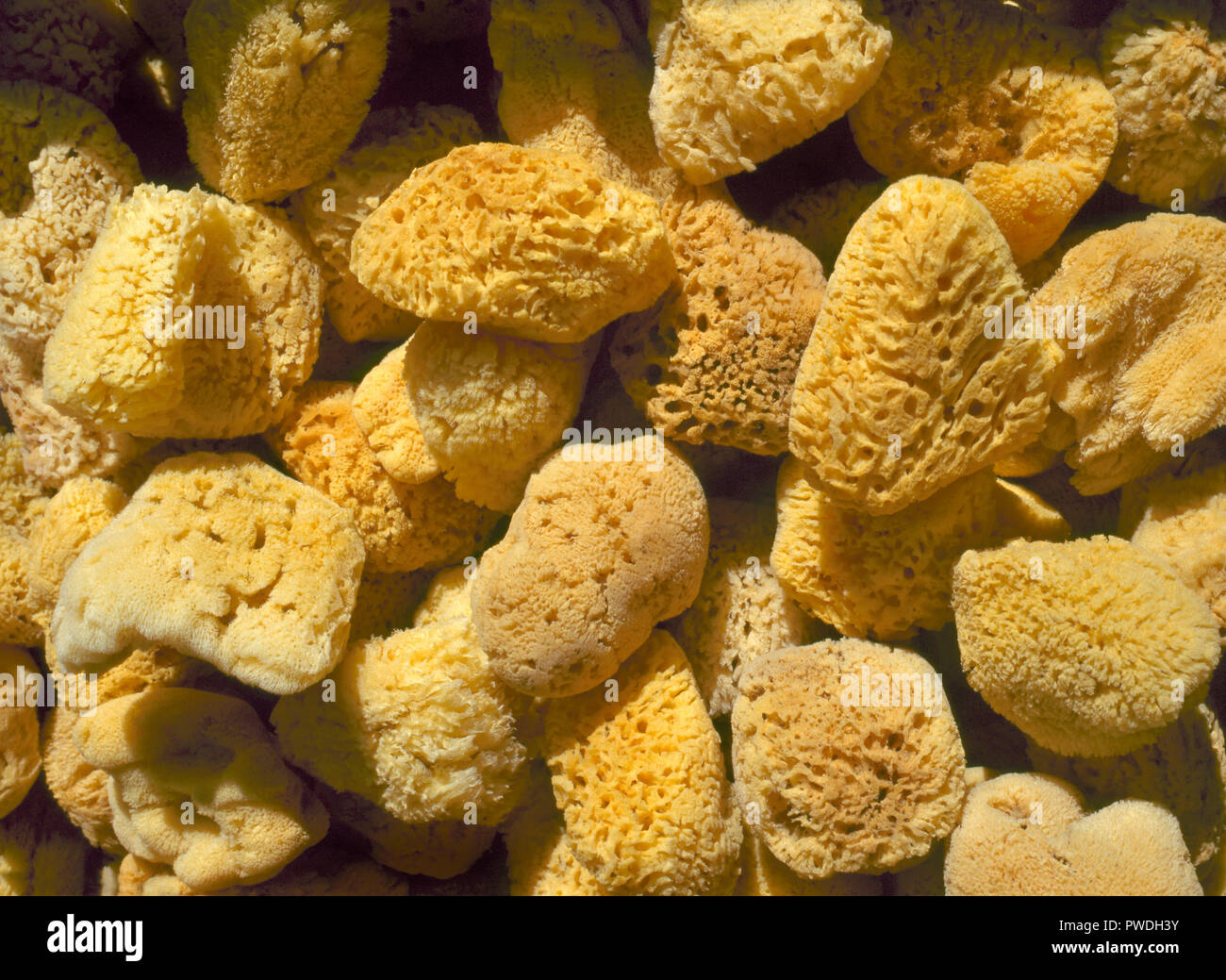 Sponge forms hi-res stock photography and images - Alamy