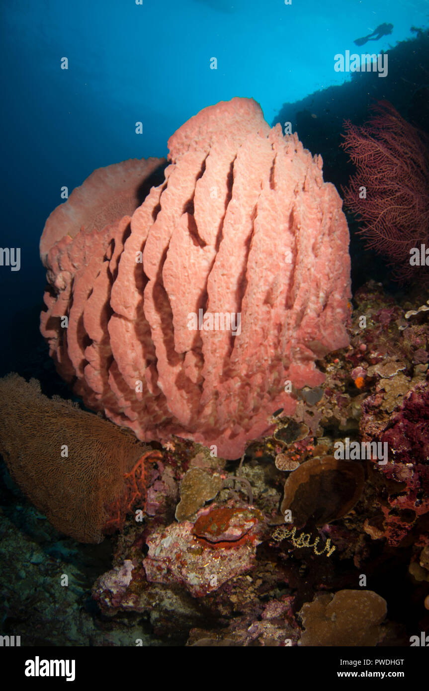 Barrel Sponge, Xestospongia testudinaria, with diver in background, Run ...