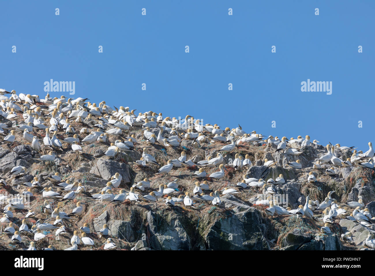 Pembrokeshire grassholm spring hi-res stock photography and images - Alamy