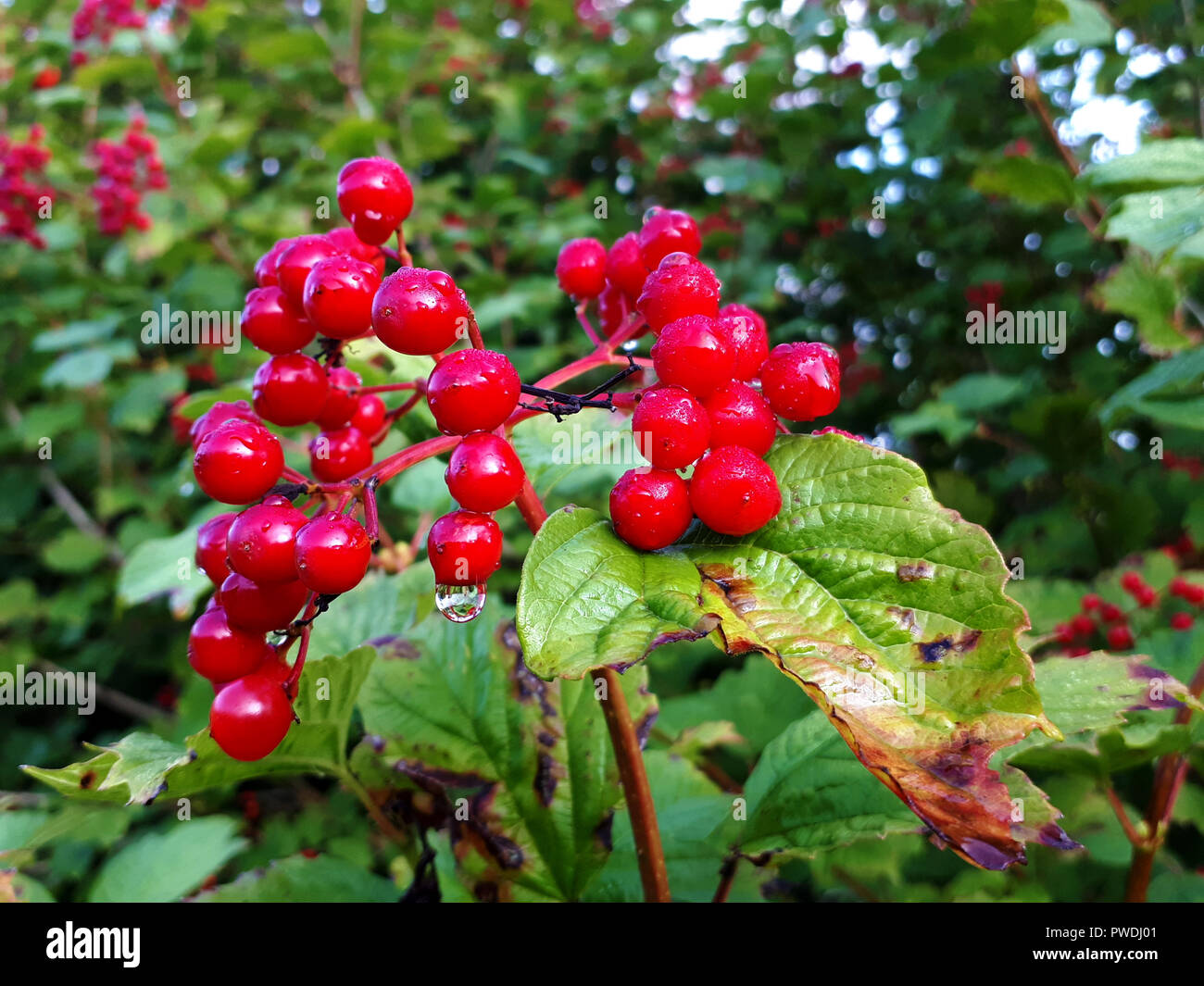 Red berries guelder rose tree hi-res stock photography and images - Alamy