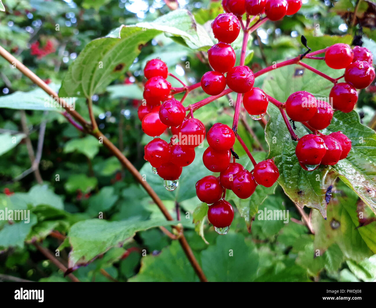 Guelder rose tree hi-res stock photography and images - Alamy