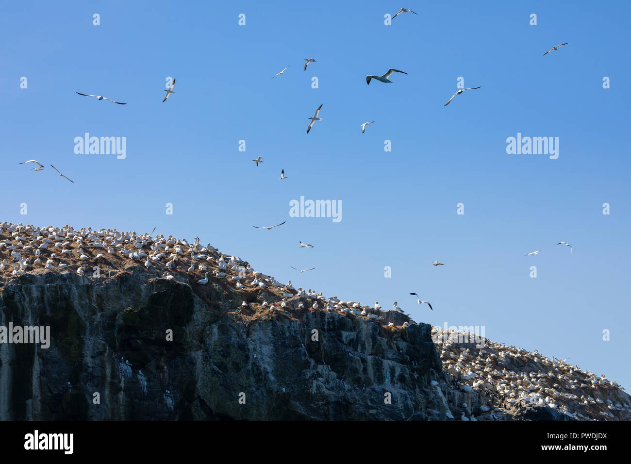 Grassholm island uk hi-res stock photography and images - Alamy