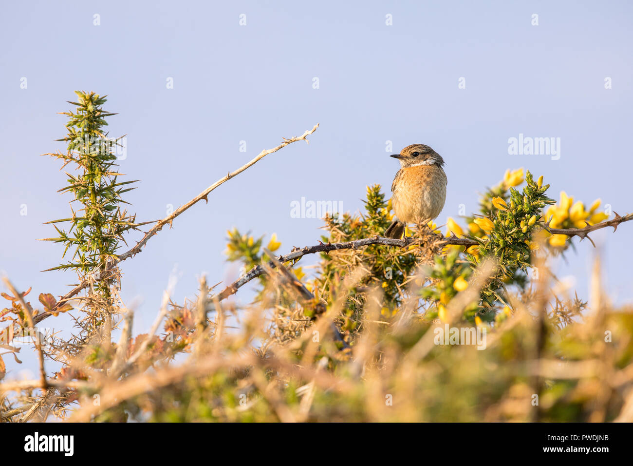 Saxicola rubicola natural habitat hi-res stock photography and images ...