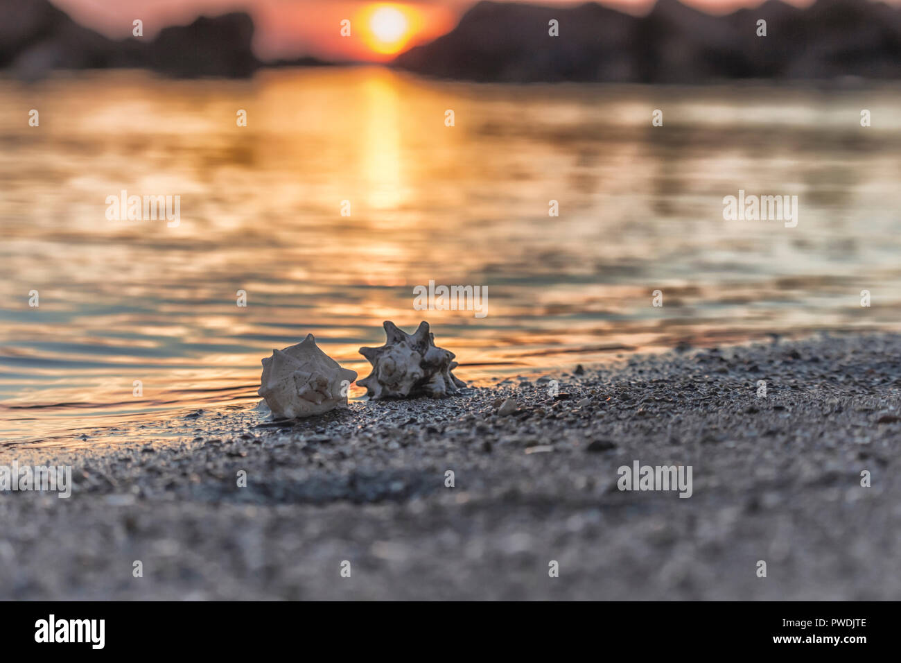 Seashells On The Beach Sunset