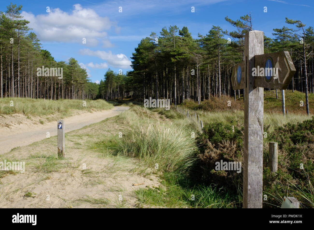 Newborough Forest Pathway Stock Photo - Alamy
