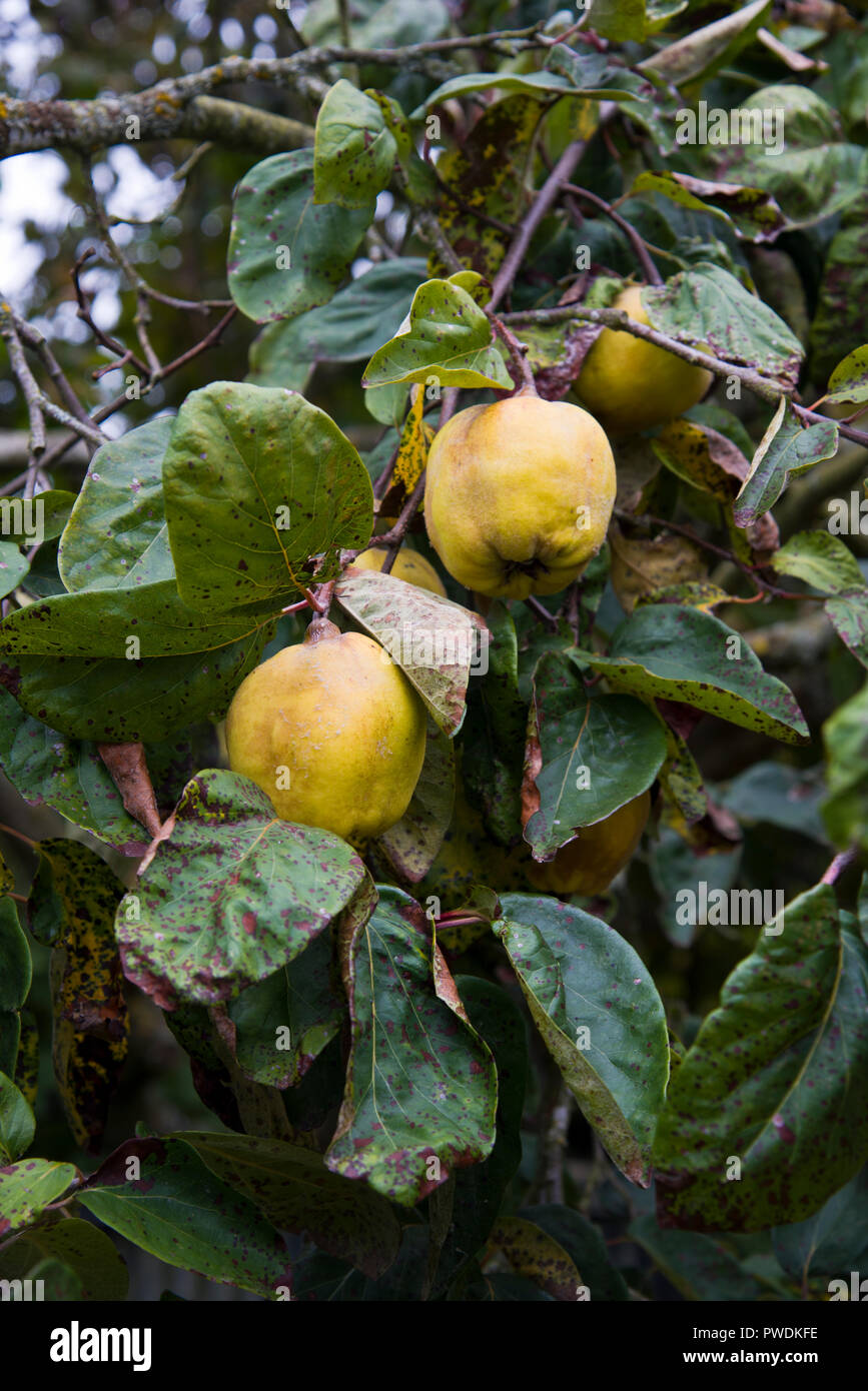 Quince, cydonia oblonga vranja Stock Photo - Alamy