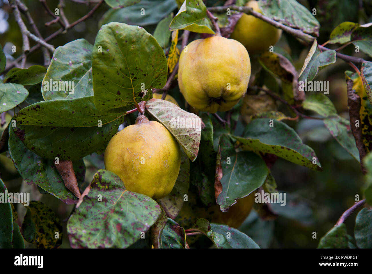 Quince, cydonia oblonga vranja Stock Photo - Alamy