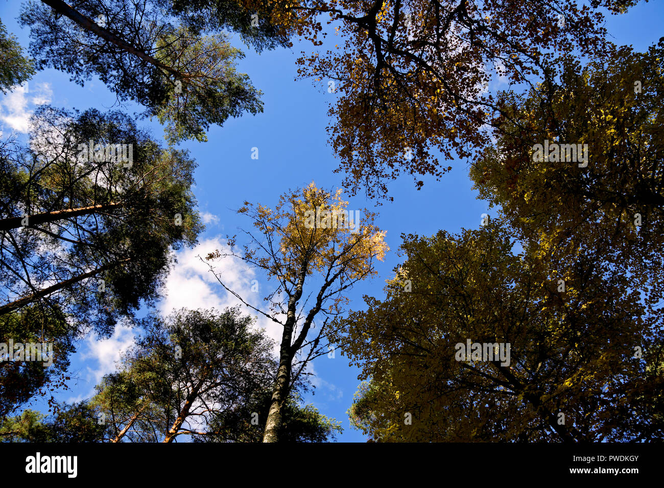 Autumnal tree top view. Birch and pine trees against the blue sky Stock ...