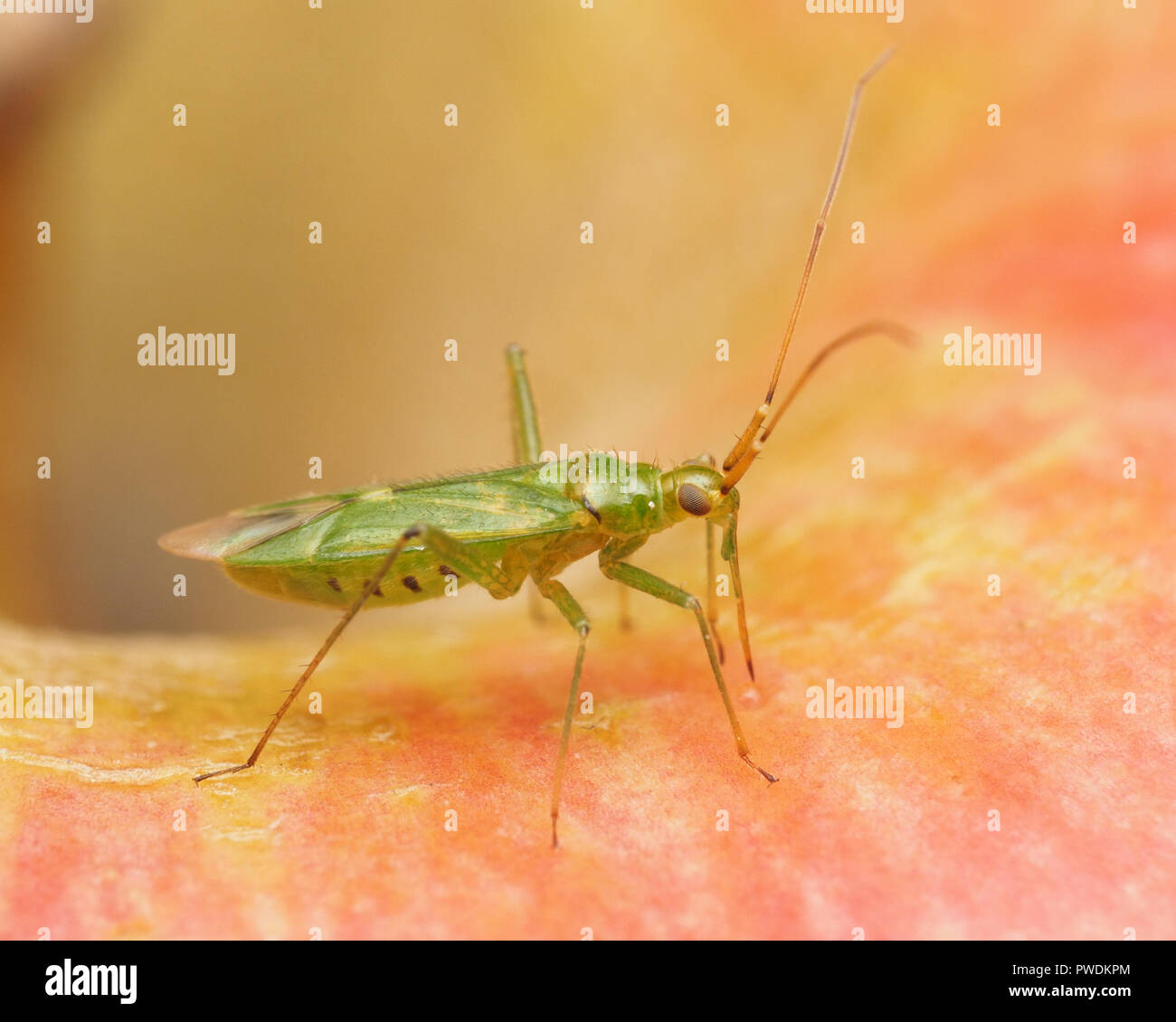 Capsid bugs hi-res stock photography and images - Alamy