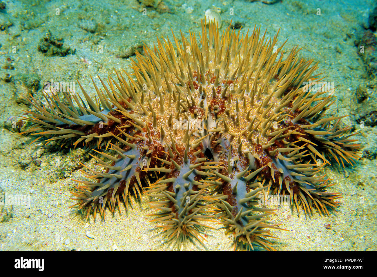 Crown-of-thorns starfish (Acanthaster planci) laying on sea bed, Sabang ...
