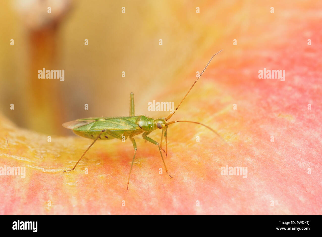 Capsid bugs hi-res stock photography and images - Alamy