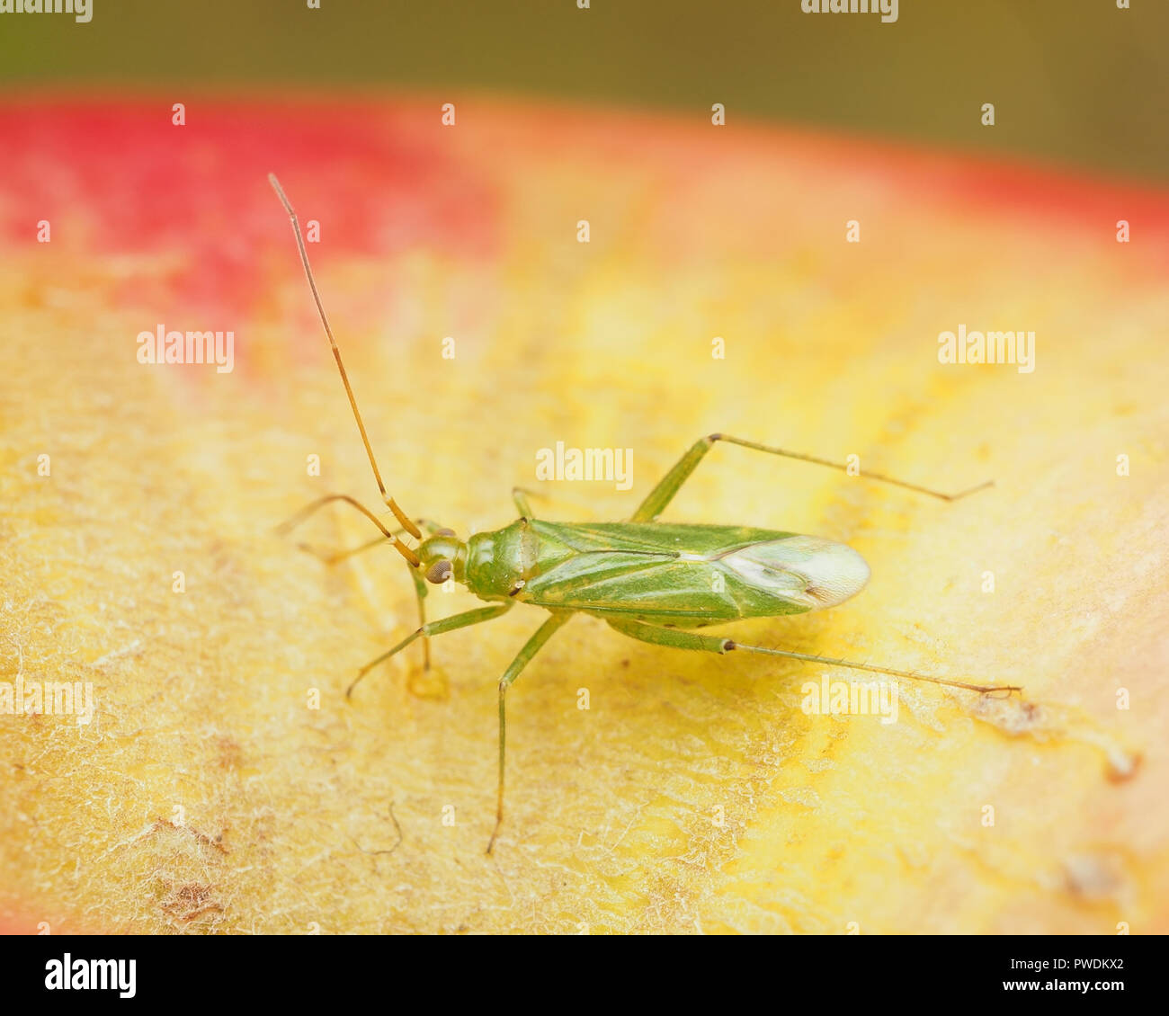 Capsid Bug (Blepharidopterus angulatus) resting on an apple. Tipperary ...