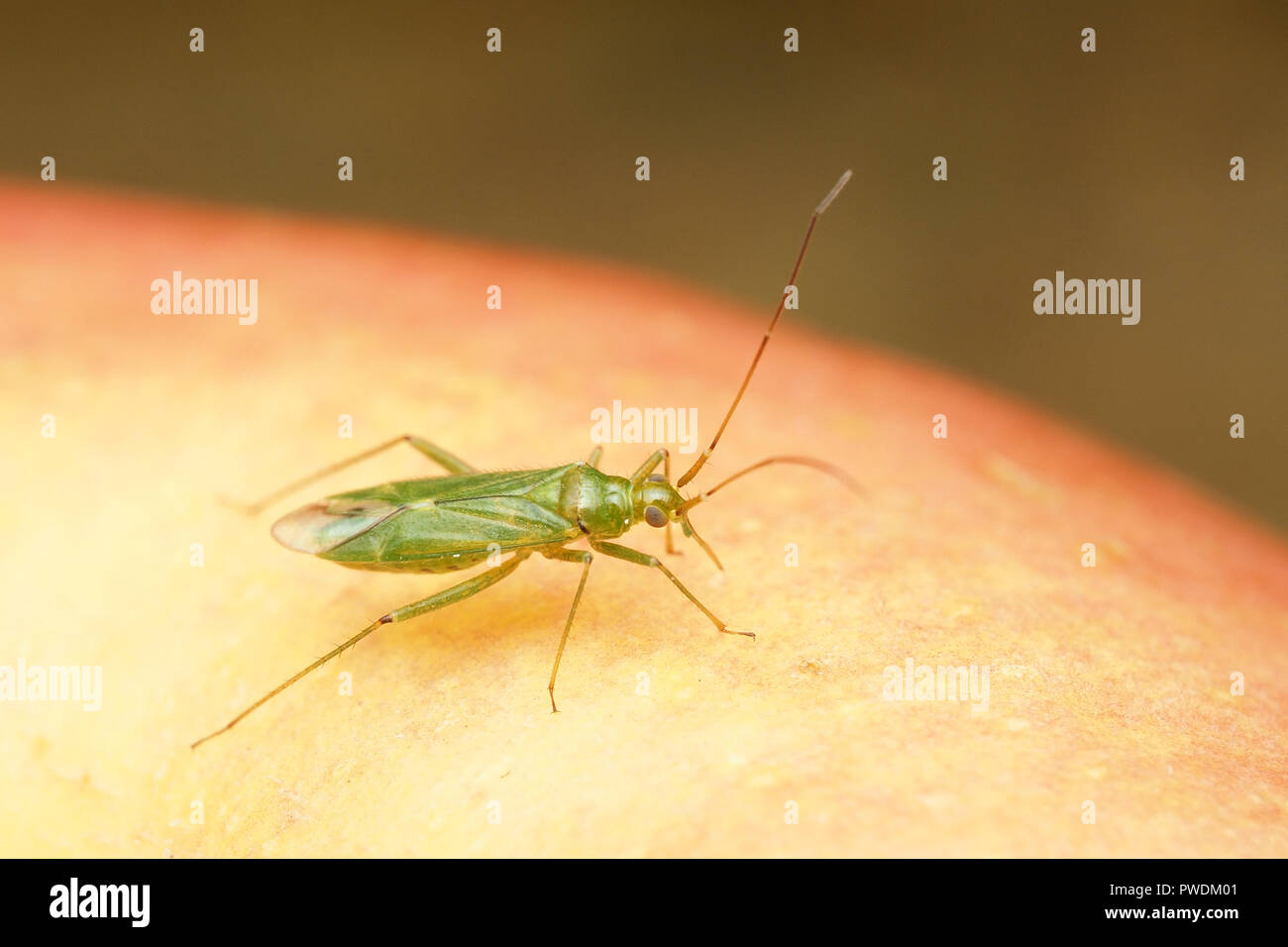 Capsid bugs hi-res stock photography and images - Alamy