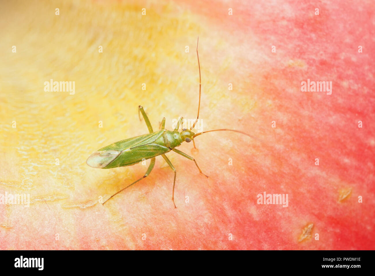 Capsid bugs hi-res stock photography and images - Alamy