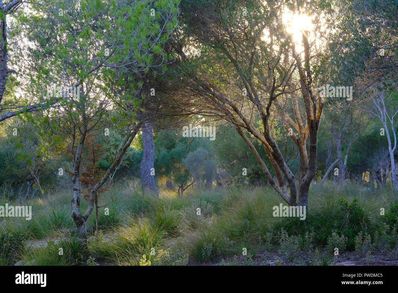 Woodland walk through trees and forest at sunset Cala Galdana Menorca ...