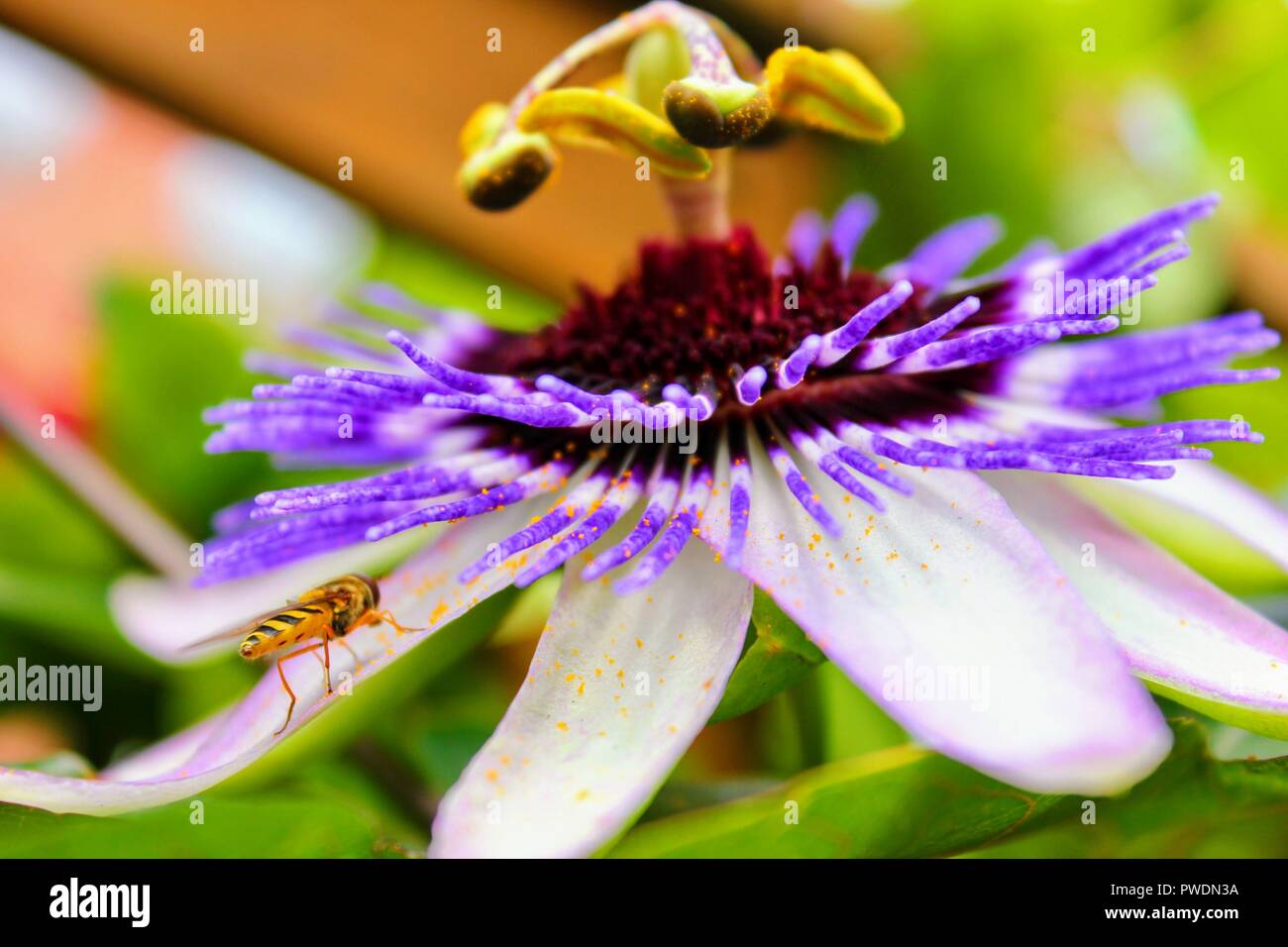 Bee on passion flower Stock Photo - Alamy