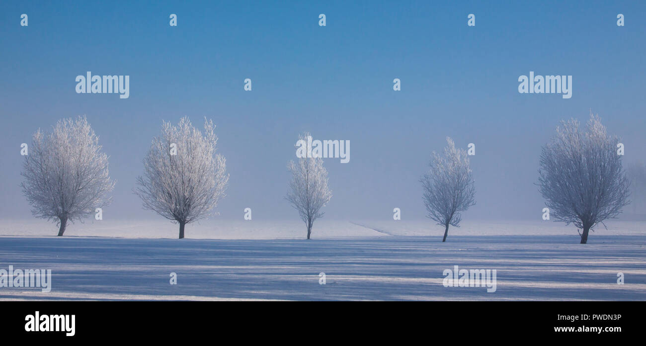 Five hoar-frost trees in a row, winter in the Netherlands Stock Photo ...