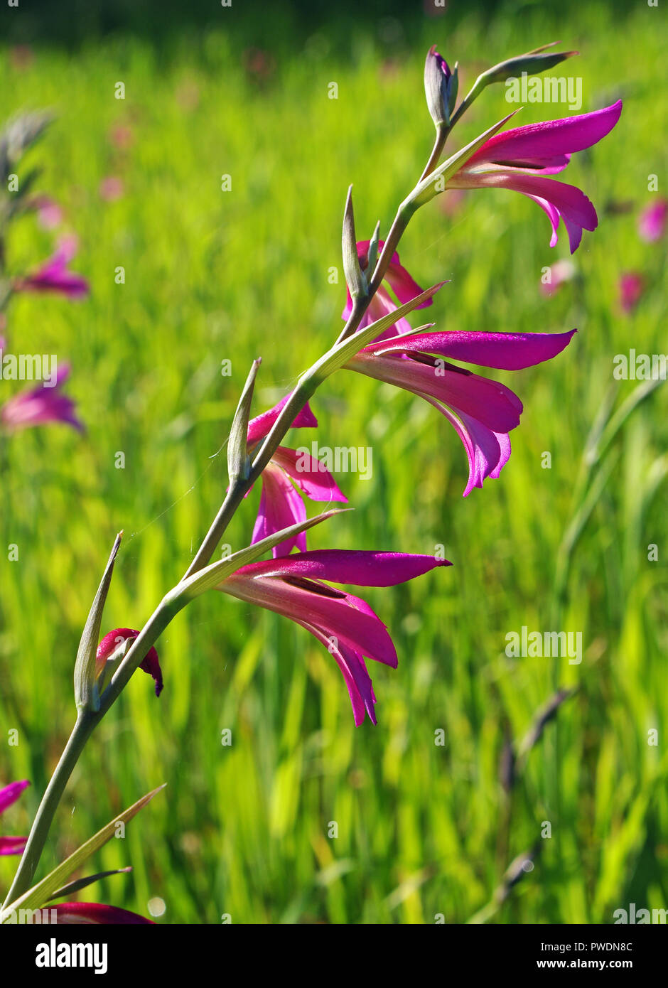 Wild gladiolus hi-res stock photography and images - Alamy