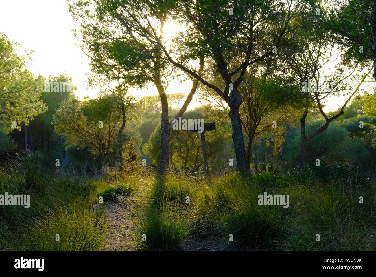 Woodland walk through trees and forest at sunset Cala Galdana Menorca ...