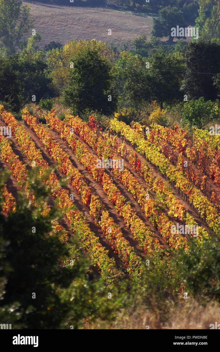 Sorgono, Sardinia. Vineyard in autumn Stock Photo - Alamy