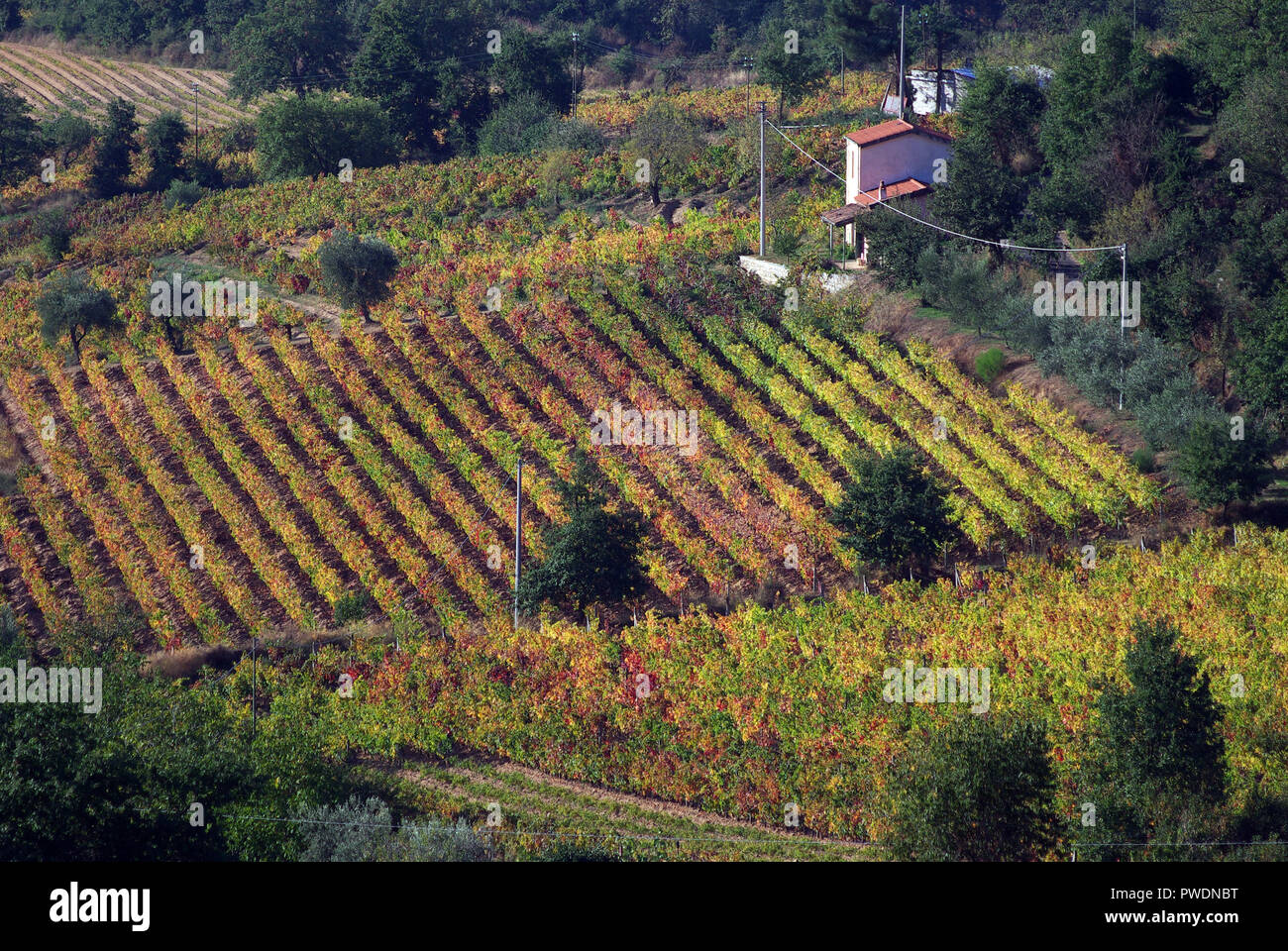 Sorgono, Sardinia. Vineyard in autumn Stock Photo - Alamy