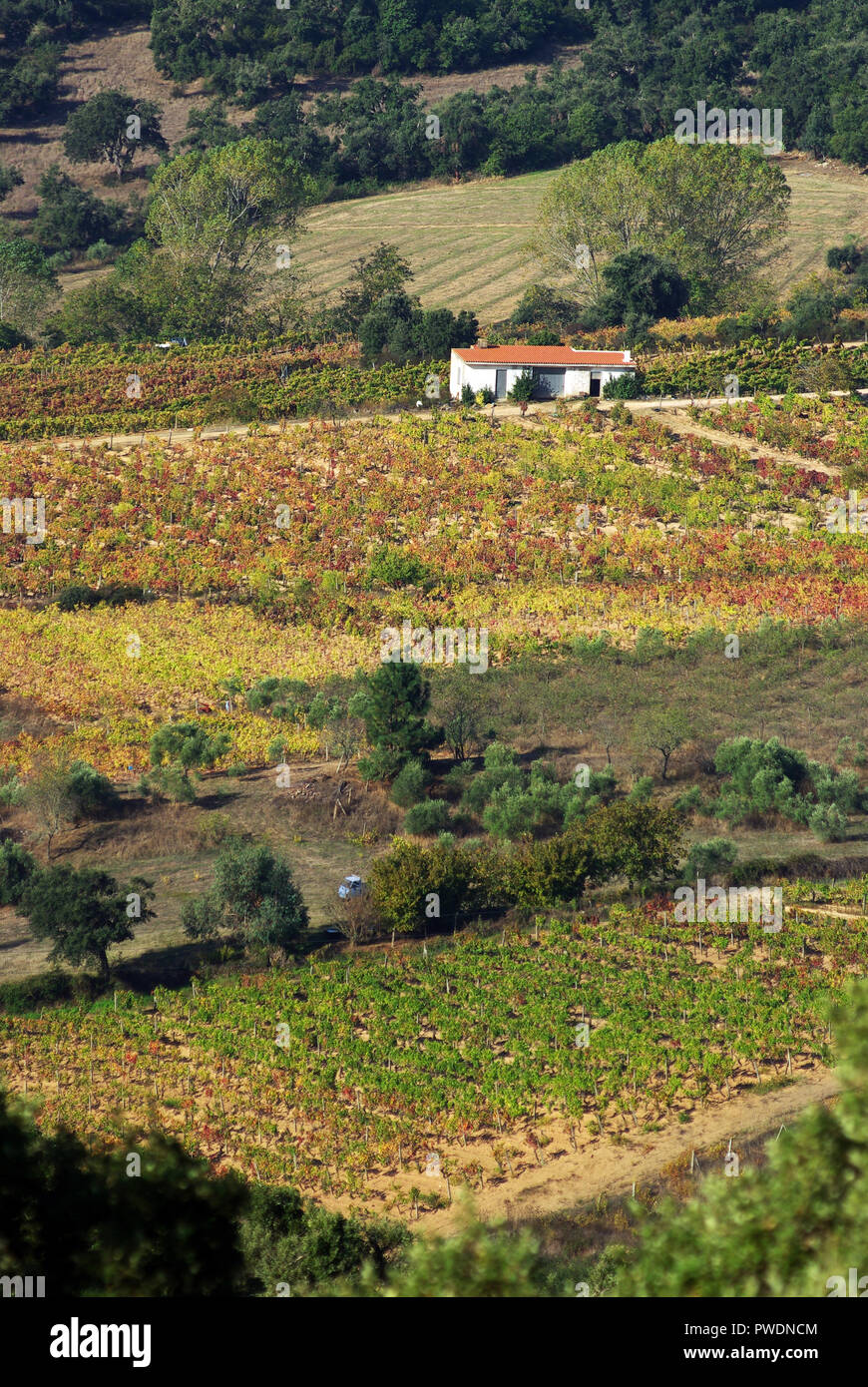 Sorgono vineyard sardinia hi-res stock photography and images - Alamy