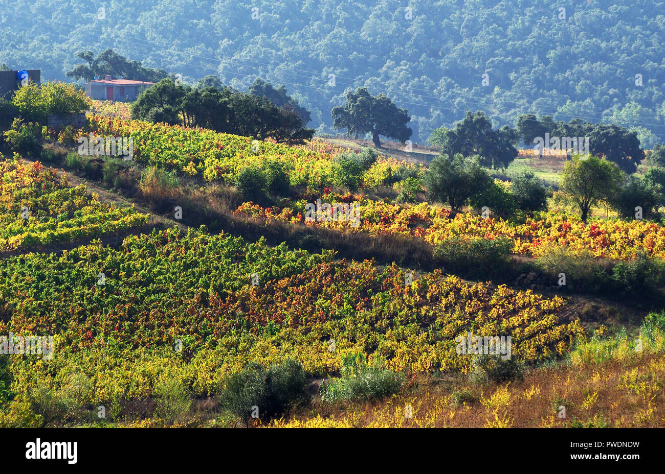 Sorgono, Sardinia. Vineyard in autumn Stock Photo - Alamy