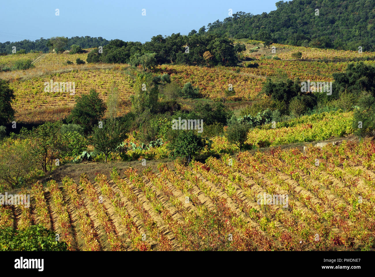 Sorgono, Sardinia. Vineyard in autumn Stock Photo - Alamy