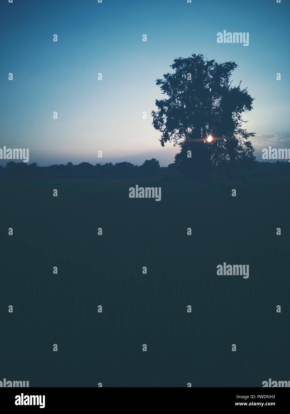 alone tree with sunset, twilight time Stock Photo - Alamy