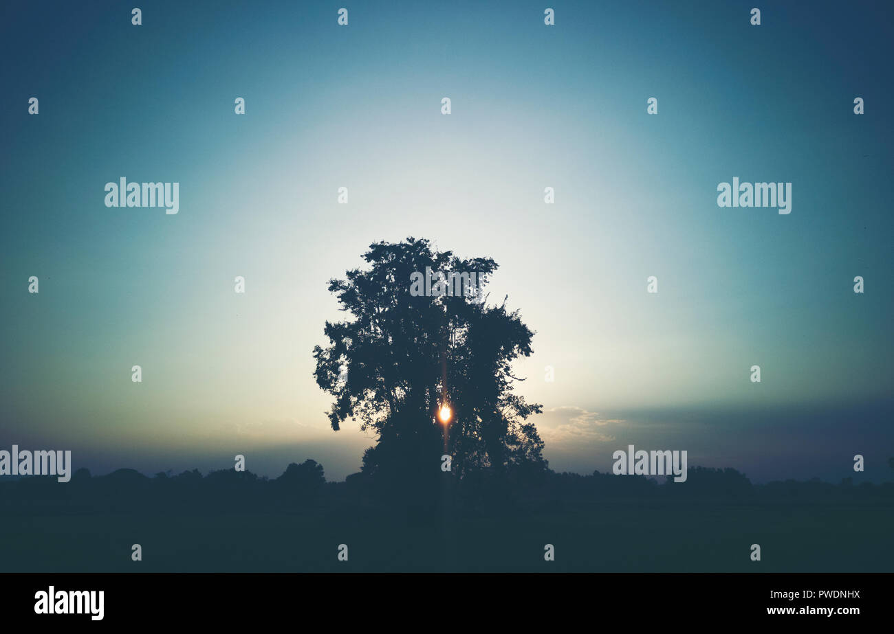 alone tree with sunset, twilight time Stock Photo - Alamy