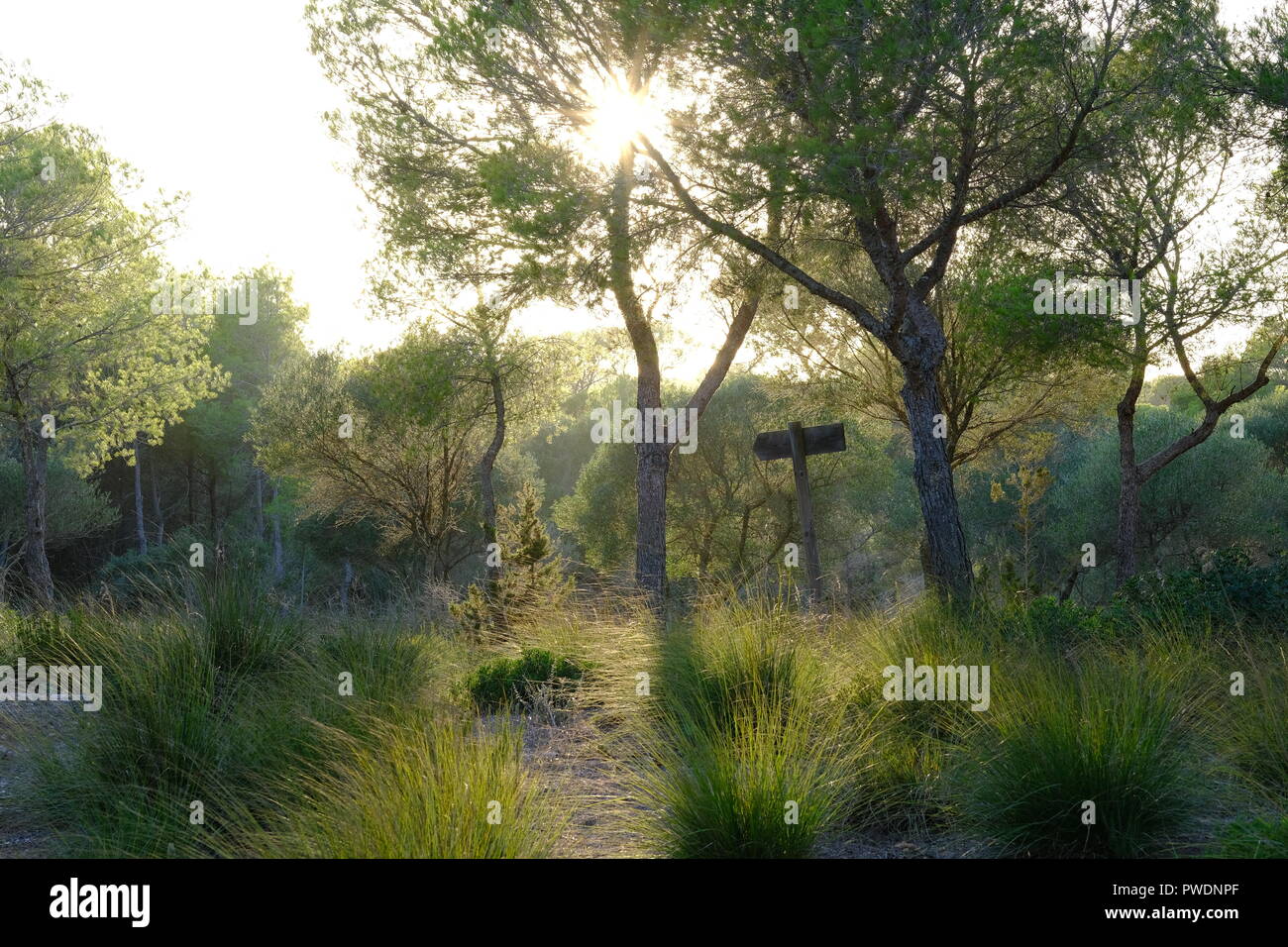 Woodland walk through trees and forest at sunset Cala Galdana Menorca ...