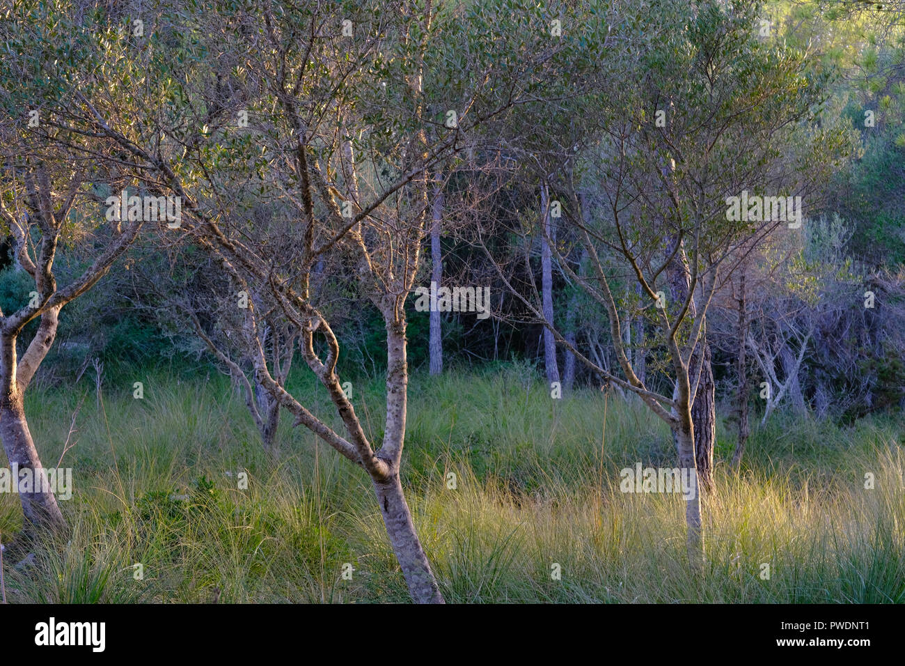 Woodland walk through trees and forest at sunset Cala Galdana Menorca ...