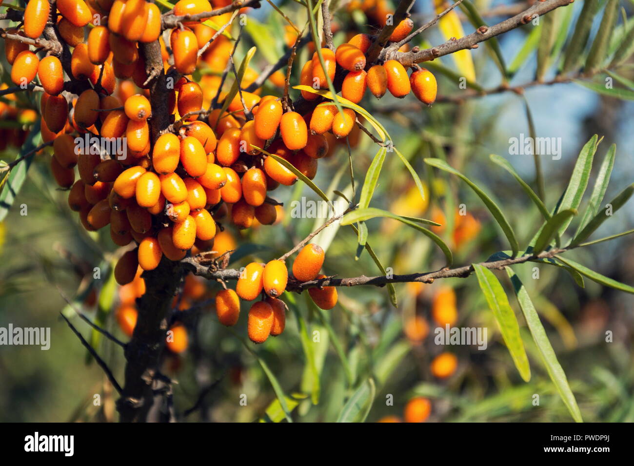 Hippophae rhamnoides female plants with fruit berries detail, common ...