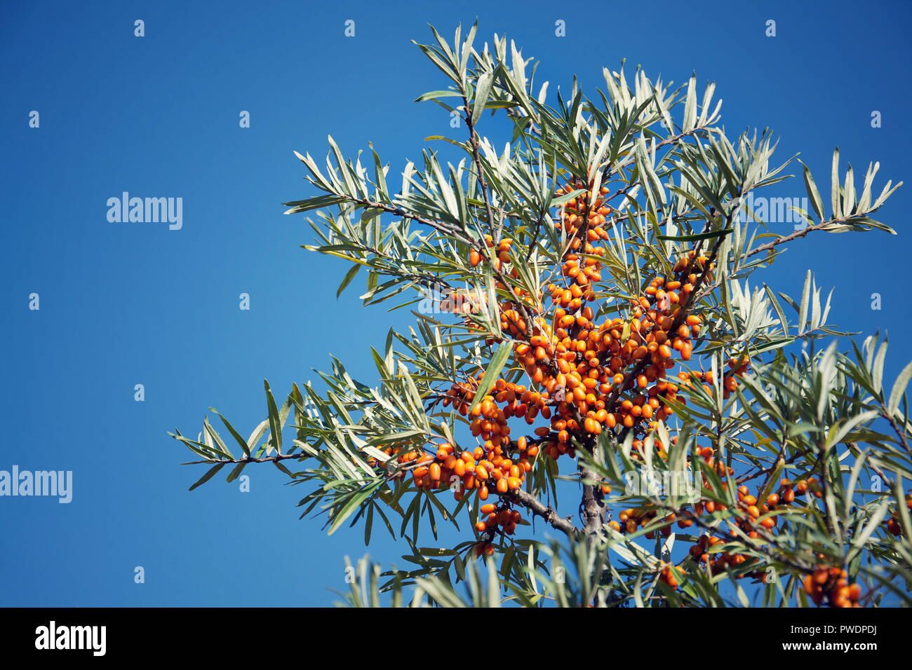 Hippophae rhamnoides female plants with fruit berries detail, common ...