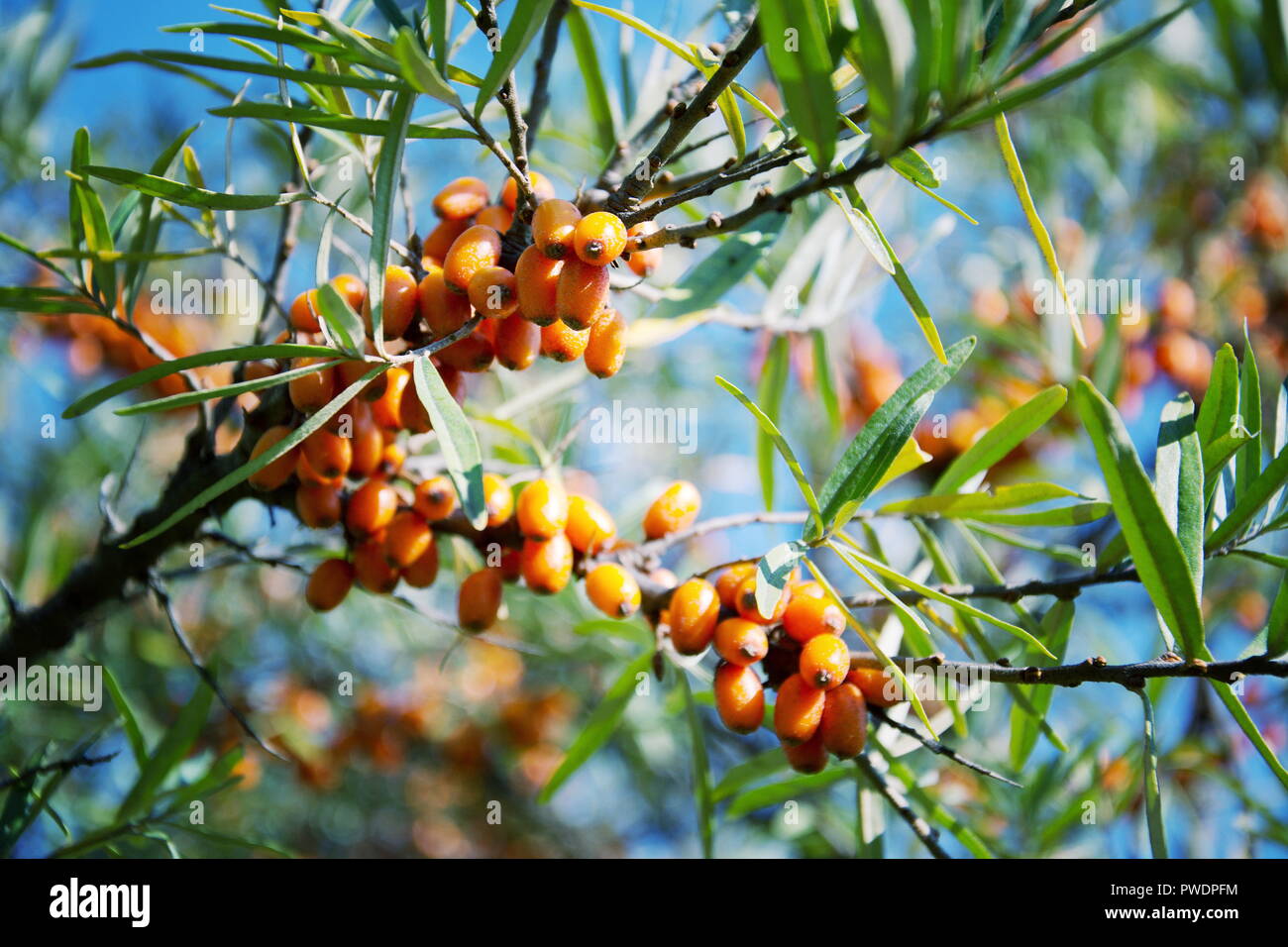 Hippophae rhamnoides female plants with fruit berries detail, common ...