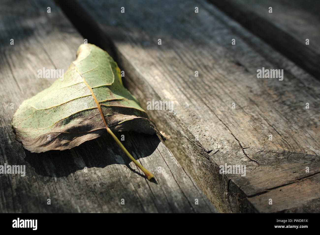 Dry leaf in rustic, old wooden planks surface. Melancholic background ...