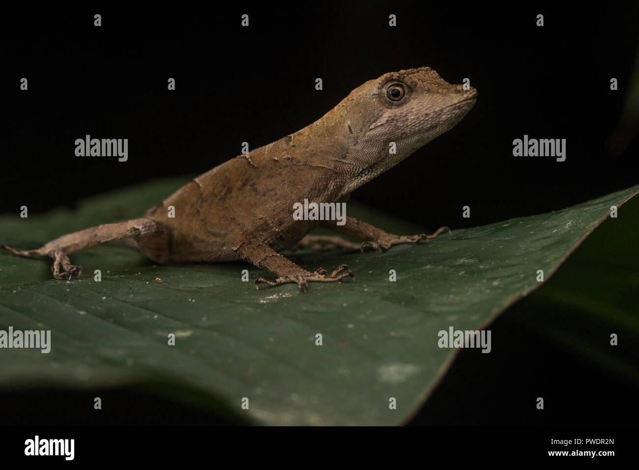 Norops nitens hi-res stock photography and images - Alamy