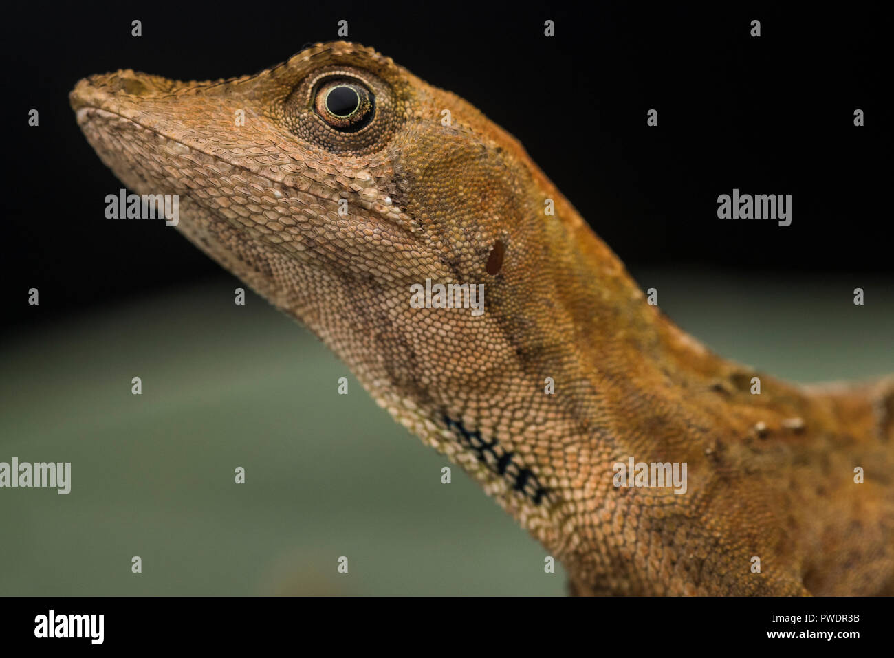 Anolis chrysolepis hi-res stock photography and images - Alamy