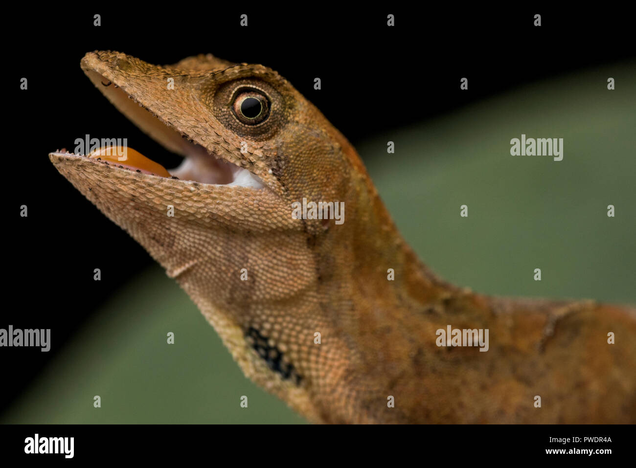 A goldenscale anole (Anolis nitens/chrysolepis) from the rain forest of ...