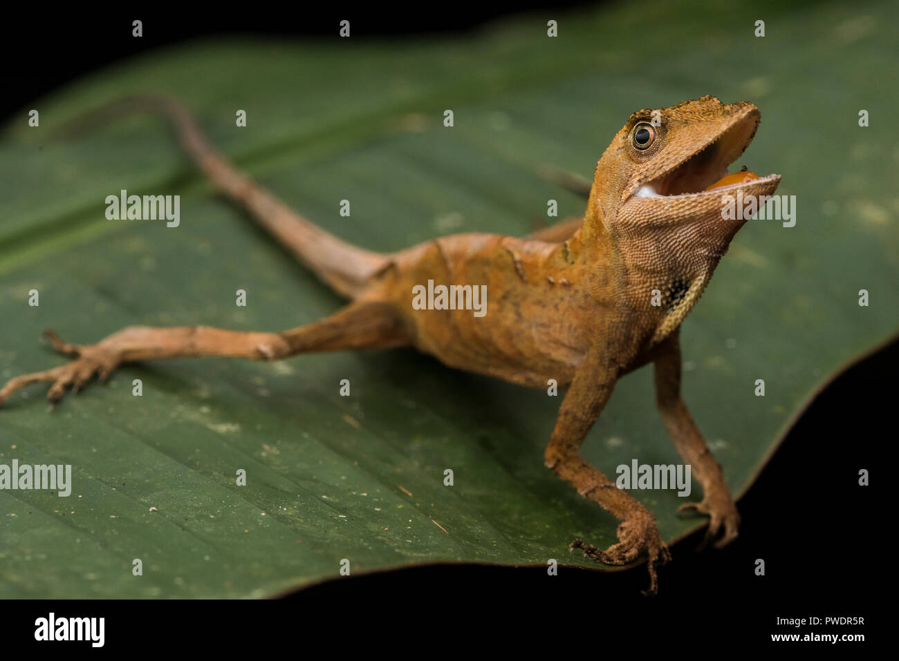 Anolis nitens hi-res stock photography and images - Alamy