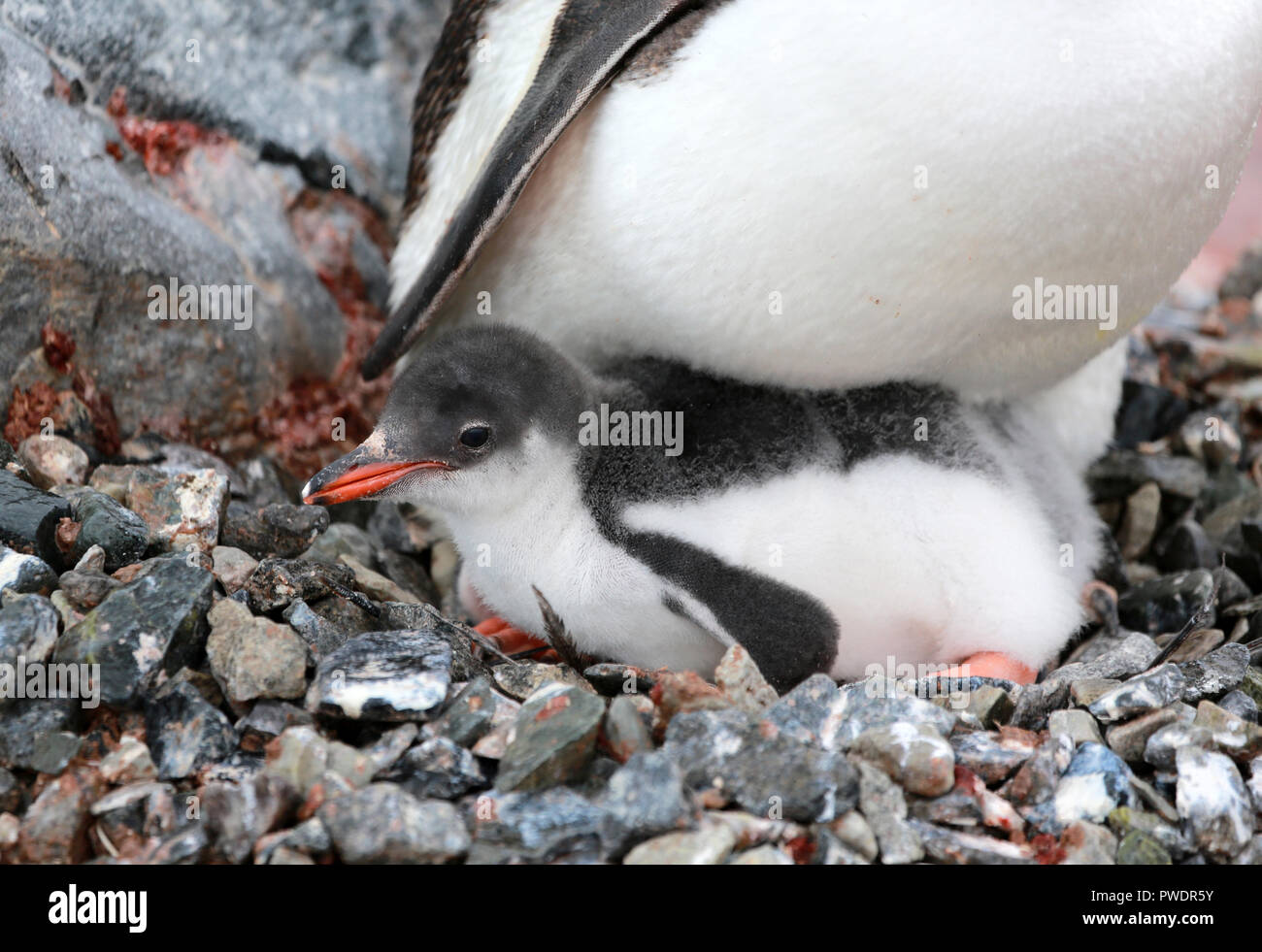 Penguin chicks nest hi-res stock photography and images - Alamy