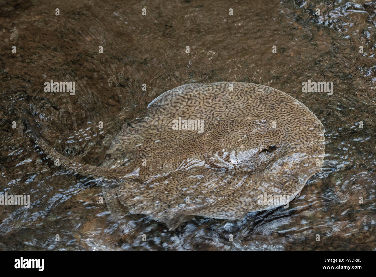 A tiger stingray (Potamotrygon falkneri) in a pristine stream that runs ...