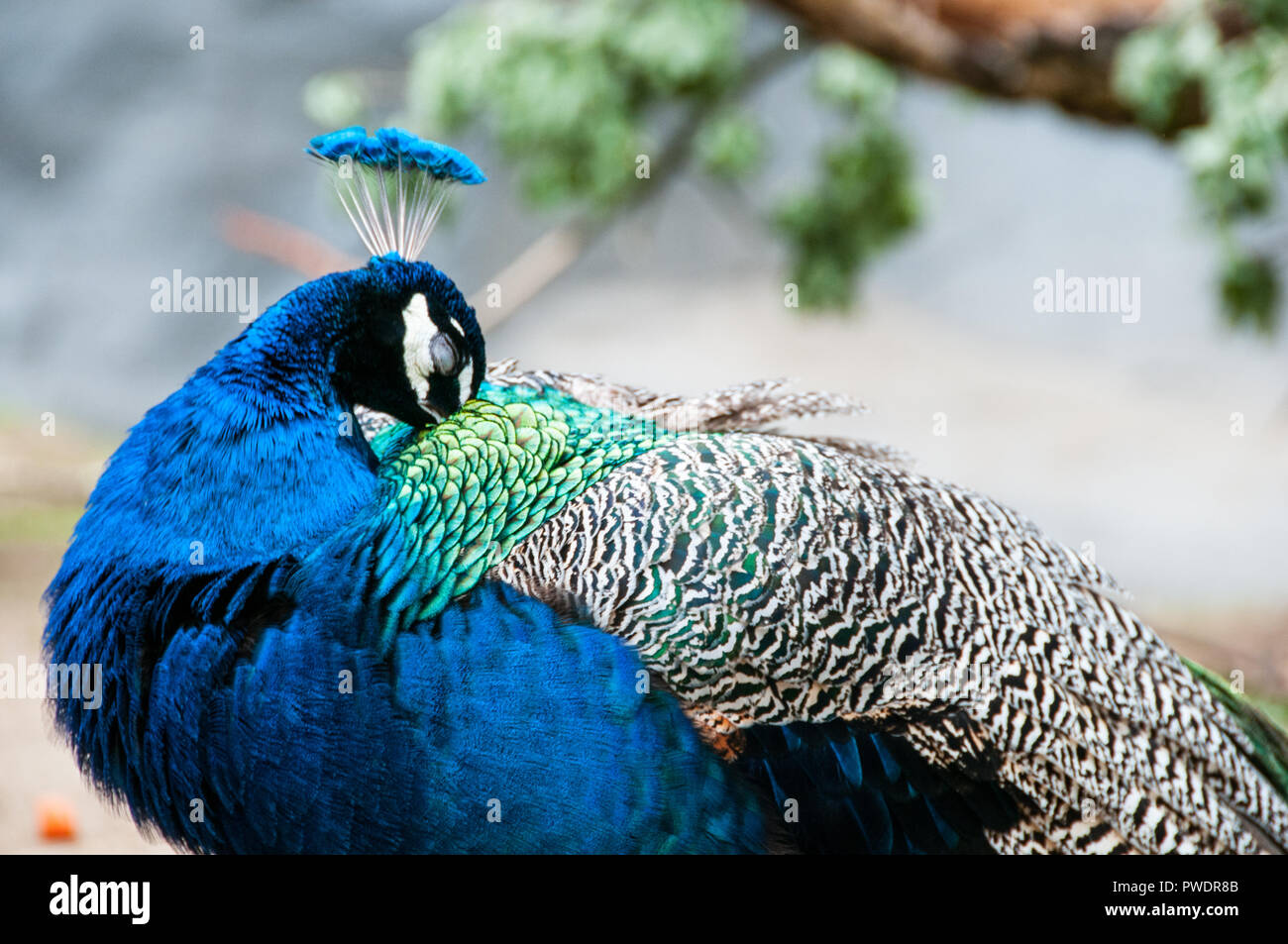 A peacock cleans his feathers Stock Photo - Alamy