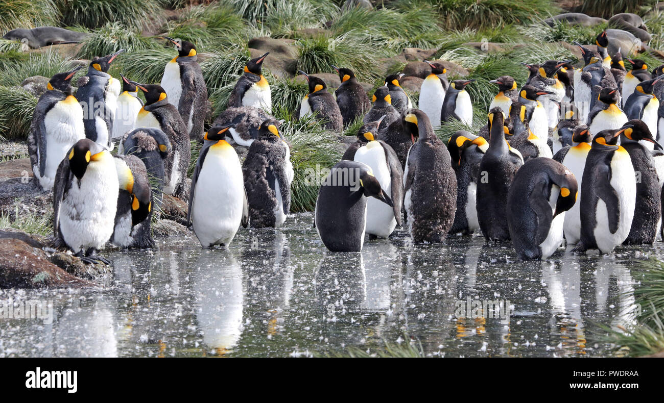 King Penguins molting along water with floating feathers Stock Photo ...