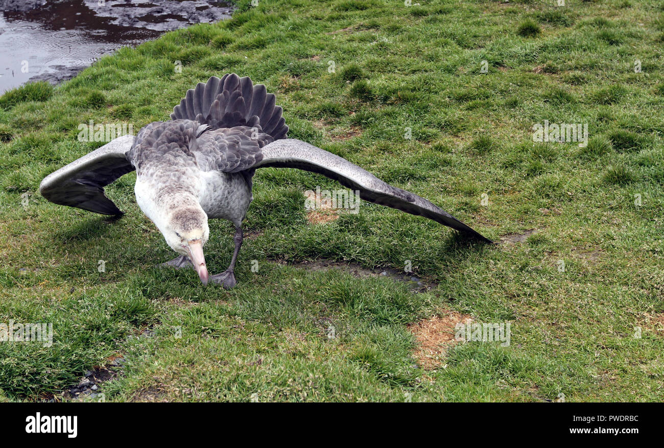giant petrel displaying with Its folded dropped wings Stock Photo - Alamy