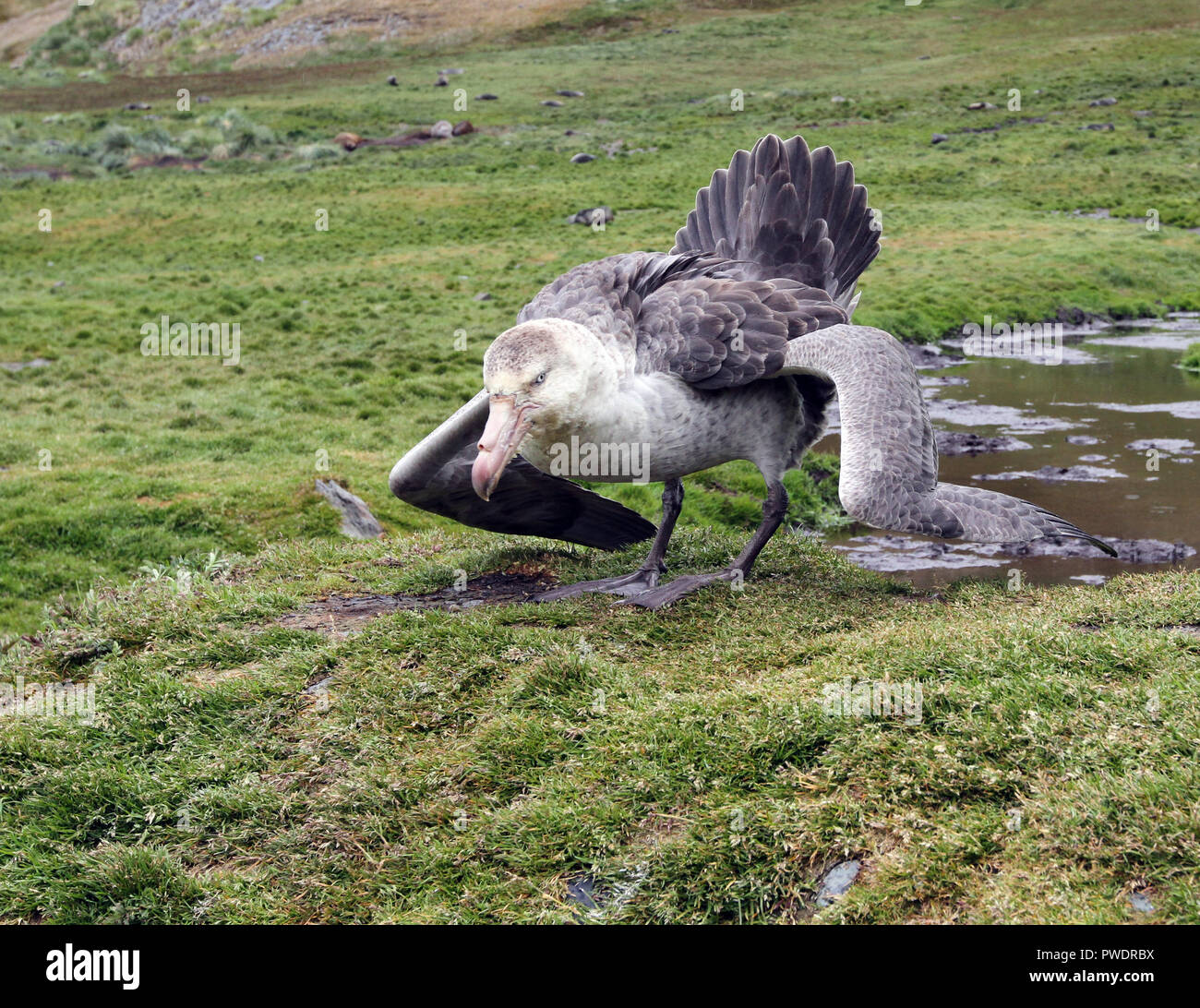 giant petrel displaying with Its folded dropped wings Stock Photo - Alamy