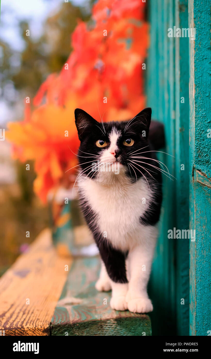 funny beautiful cat in autumn Park stands on benches among leaves and ...