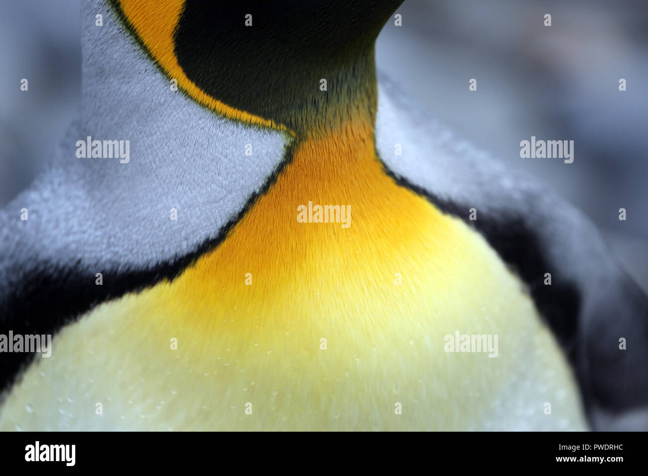 closeup of King Penguin neck with black, yellow and orange feather ...